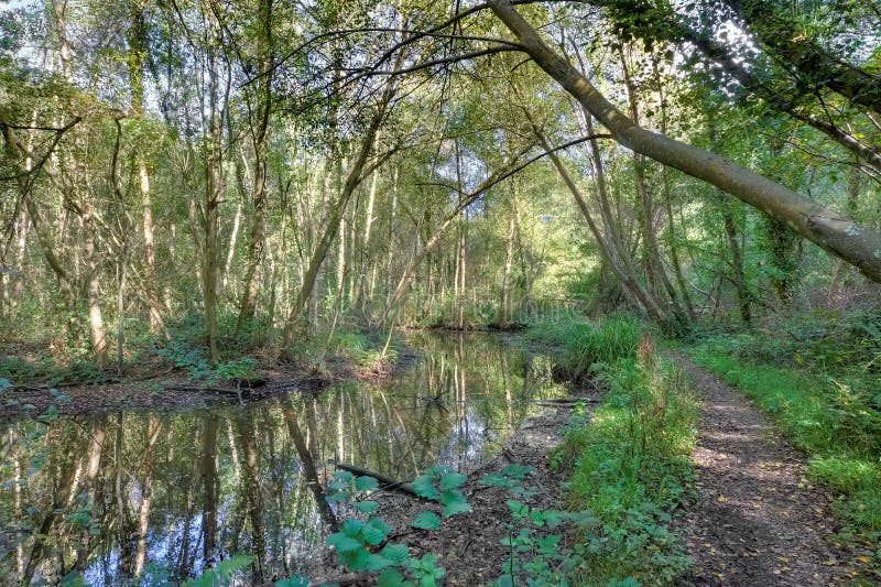 River path stock photo. Image of forest, reflection, walk - 27383208