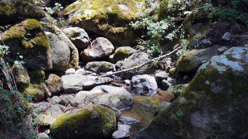 River Path in the Middle of the Forest Stock Image - Image of woodland ...