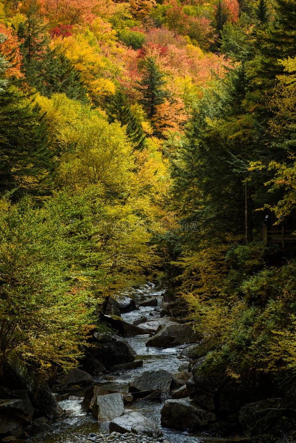 River path in trees stock photo. Image of autumn, hampshire - 138387880