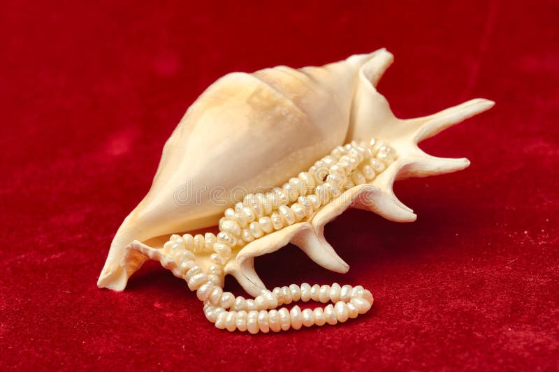 River pearl stock photo. Image of present, pearl, necklace - 22856190