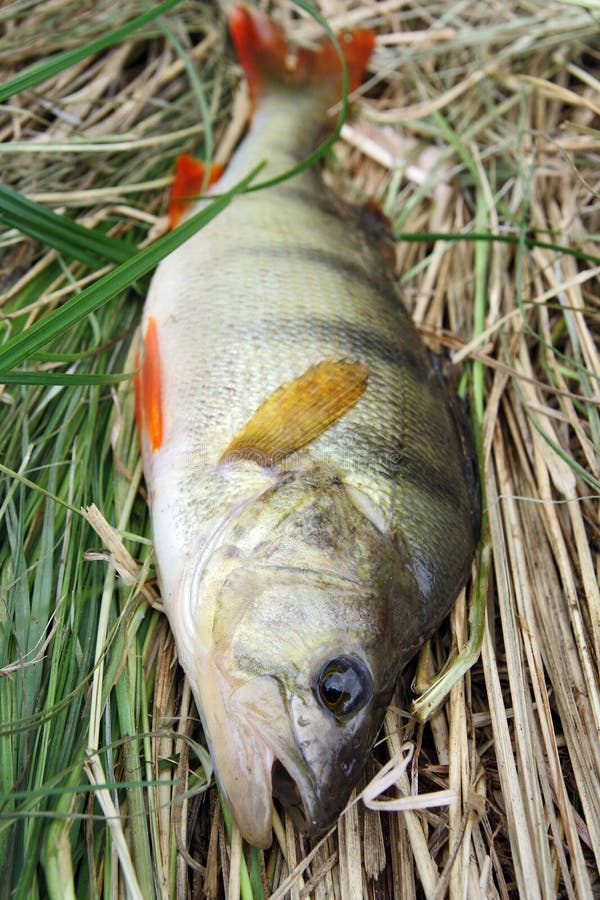 River perch stock photo. Image of freshwater, grass, river - 20109578
