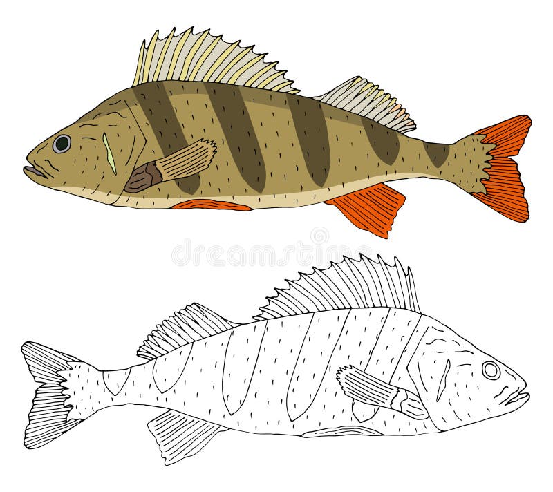 River Perch Fish Isolated, Hand Drawing. Set of Beautiful Fish in Color ...