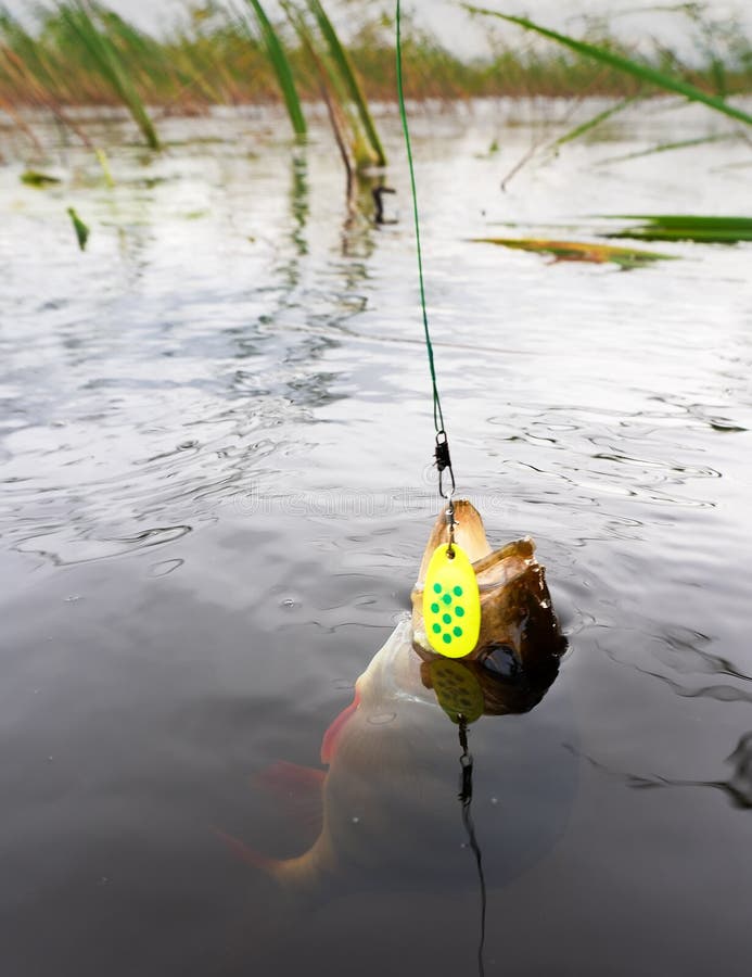 River Perch in Front of a River Basin Stock Photo - Image of activity ...