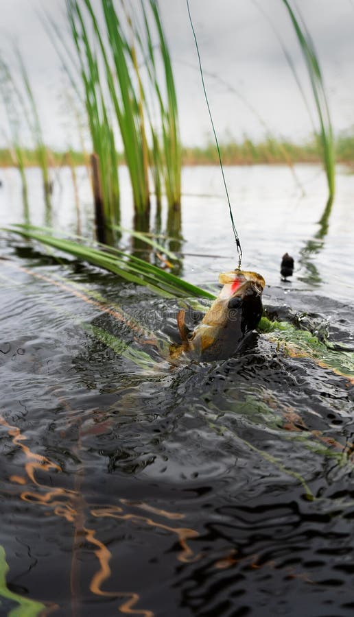 River Perch in Front of a River Basin Stock Image - Image of animal ...