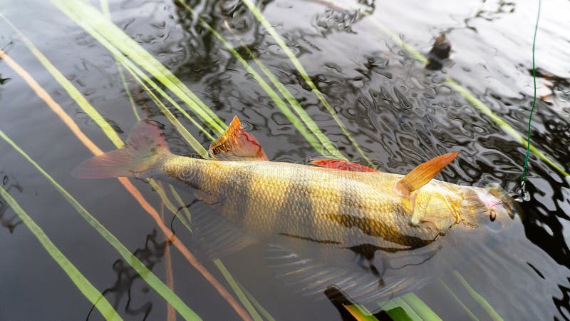River Perch in Front of a River Basin Cattail Stock Photo - Image of ...