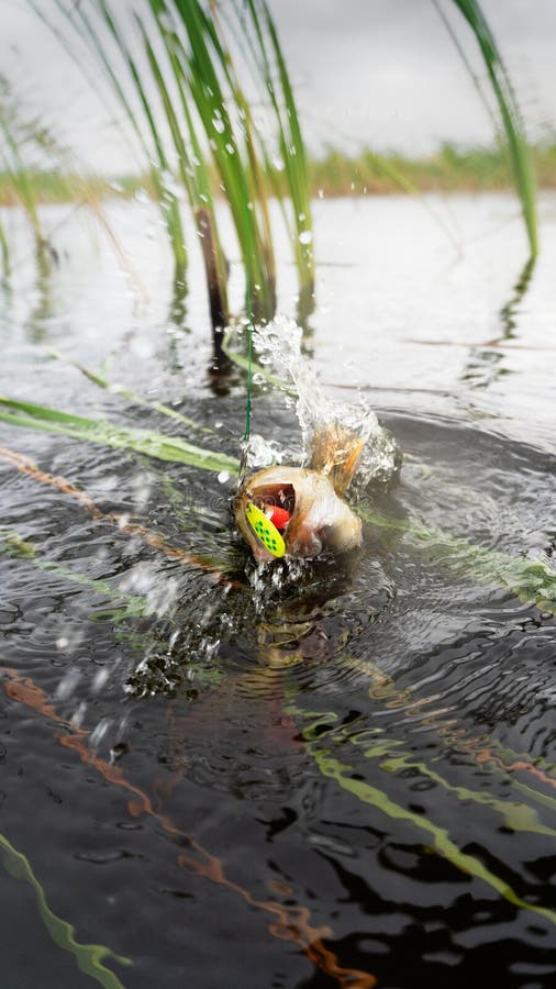 River Perch in Front of a River Basin Cattail Stock Image - Image of ...