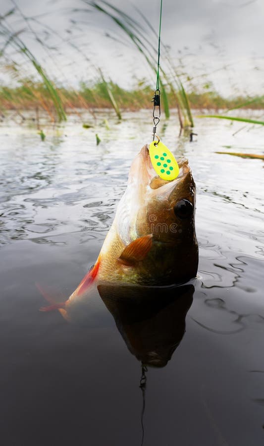 River Perch in Front of a River Basin Cattail Stock Image - Image of ...