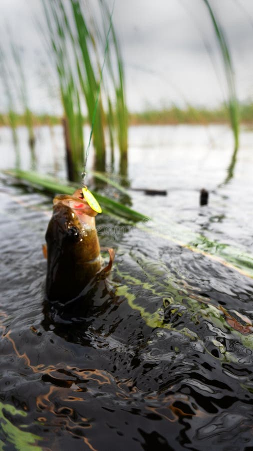 River Perch in Front of a River Basin Cattail Stock Photo - Image of ...