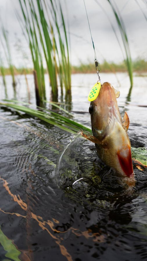 River Perch in Front of a River Basin Cattail Stock Image - Image of ...