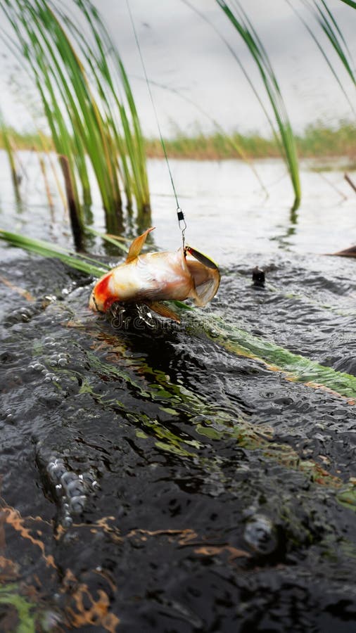 River Perch in Front of a River Basin Cattail Stock Photo - Image of ...