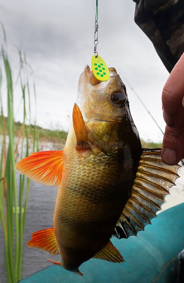 River Perch in Front of a River Basin Stock Image - Image of basin ...