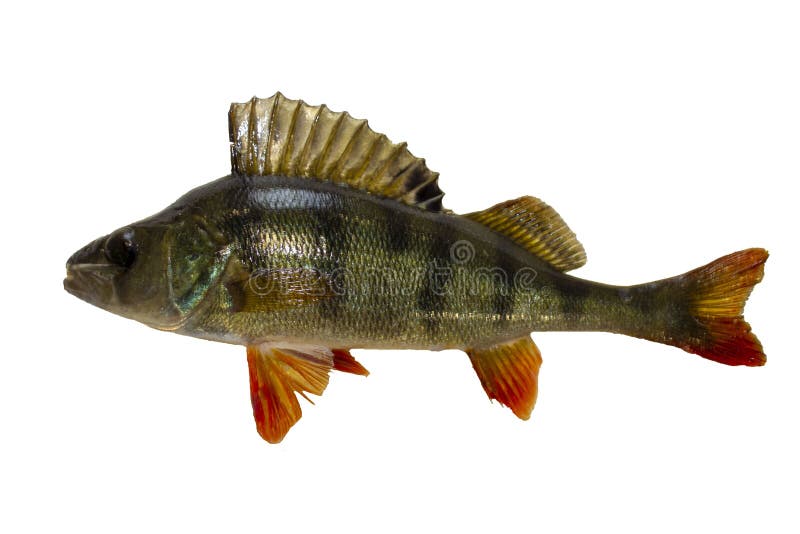 River Perch Isolated on White Stock Photo - Image of life, side: 262534456