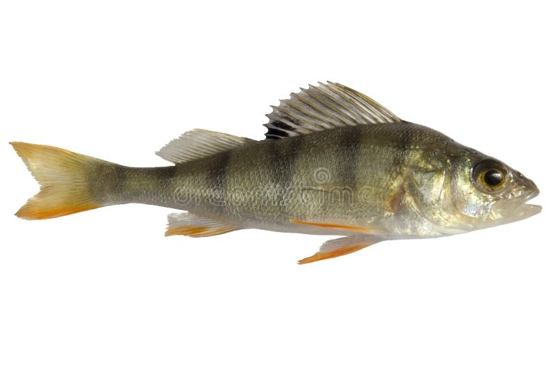Perch Isolated on White Background Stock Image - Image of fishing ...