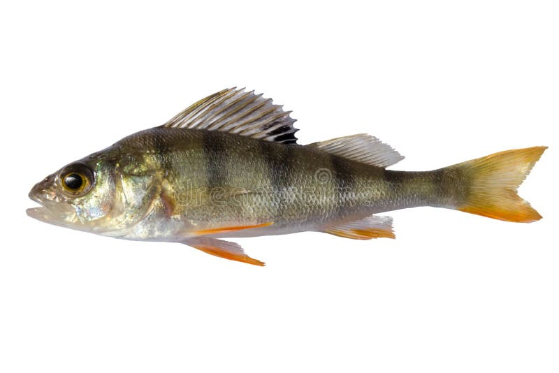 Perch Isolated on White Background Stock Image - Image of fishing ...