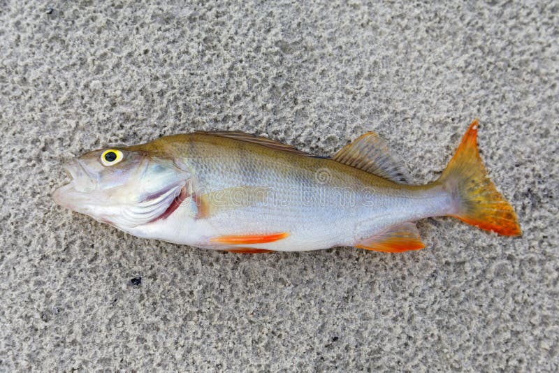 Sand Perch stock photo. Image of jacknife, scuba, atlantic - 17072086