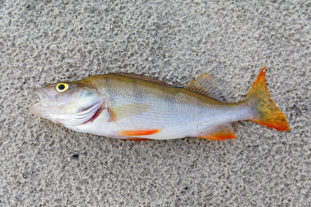 River perch stock image. Image of gills, striped, sand - 80719499