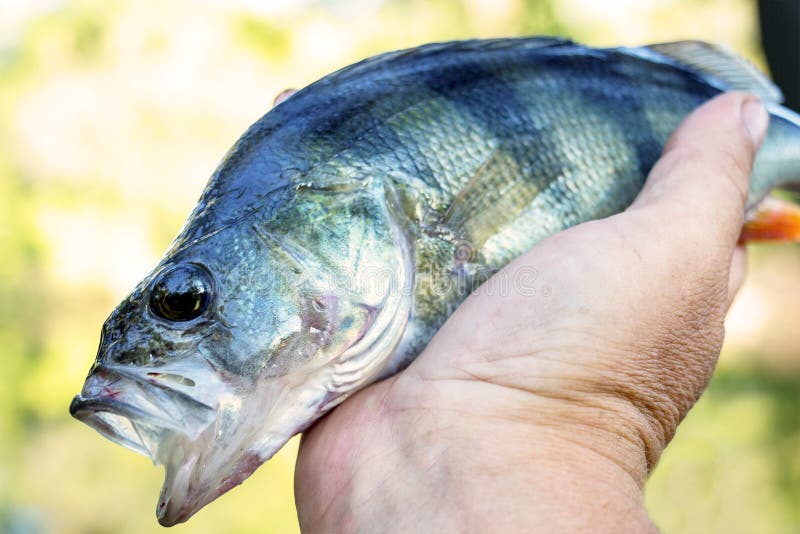 River Perch with an Open Mouth Stock Image - Image of equipment ...