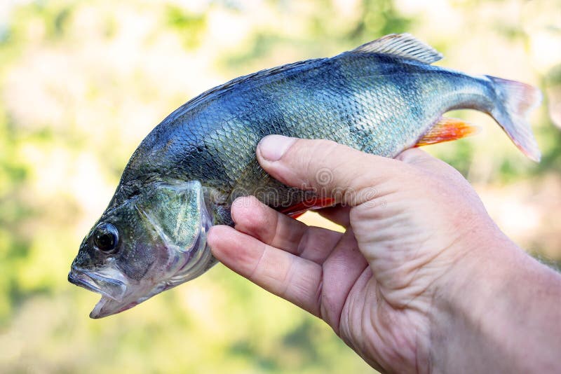 River perch on the hook stock photo. Image of perca - 100735136