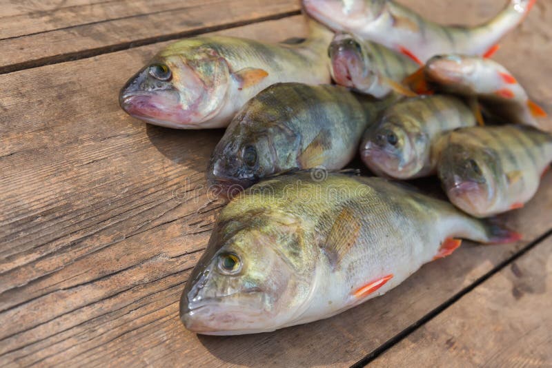 River perch on a table stock image. Image of healthy - 91721923