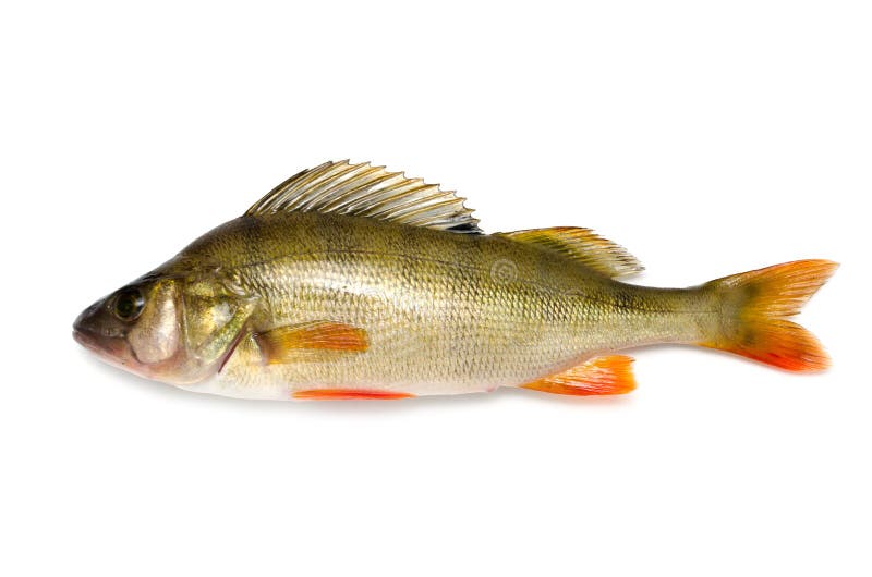River Perch on a White Background, Freshwater Fish. Stock Image - Image ...