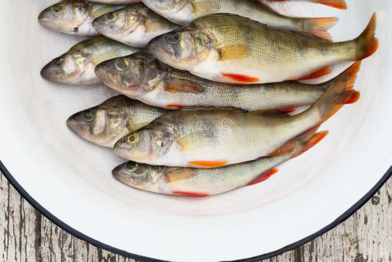 River Perch in a White Basin on the Wooden Stool Stock Photo - Image of ...