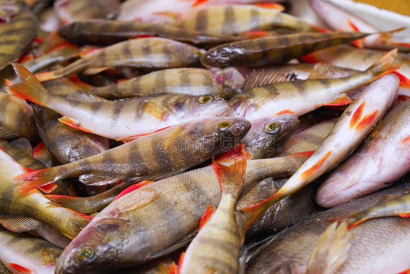 River Perches Carcasses Prepared for Cooking Stock Photo - Image of ...