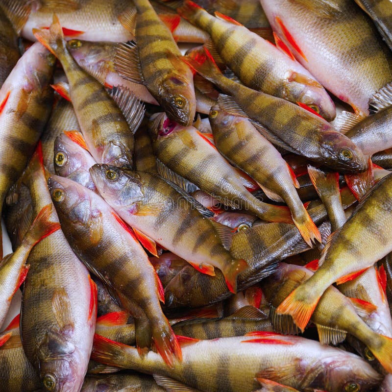 River Perches Carcasses Prepared for Cooking Stock Photo - Image of ...