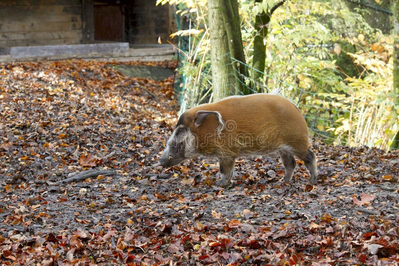 River Pig in Its Natural Environment on an Autumn Day Stock Photo ...