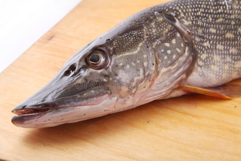 River pike stock photo. Image of pike, nature, eating - 18925652
