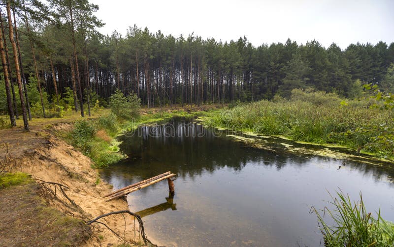 River in pine forest stock image. Image of outdoor, forest - 86132595