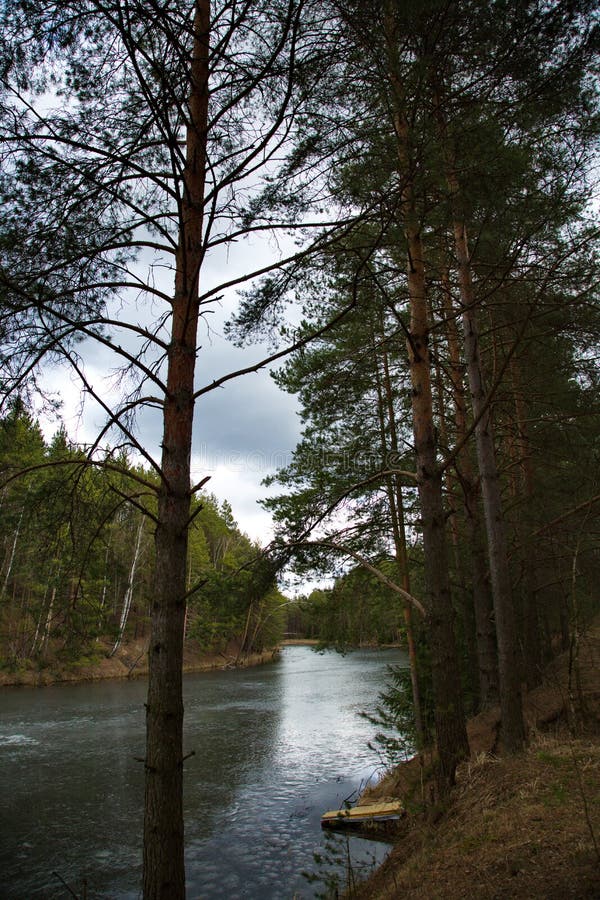 A river in a pine forest . stock image. Image of nature - 183882527