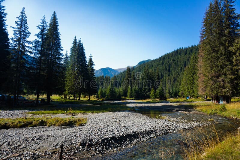 River In Between Pine Trees Stock Photo - Image of alps, grass: 115844036