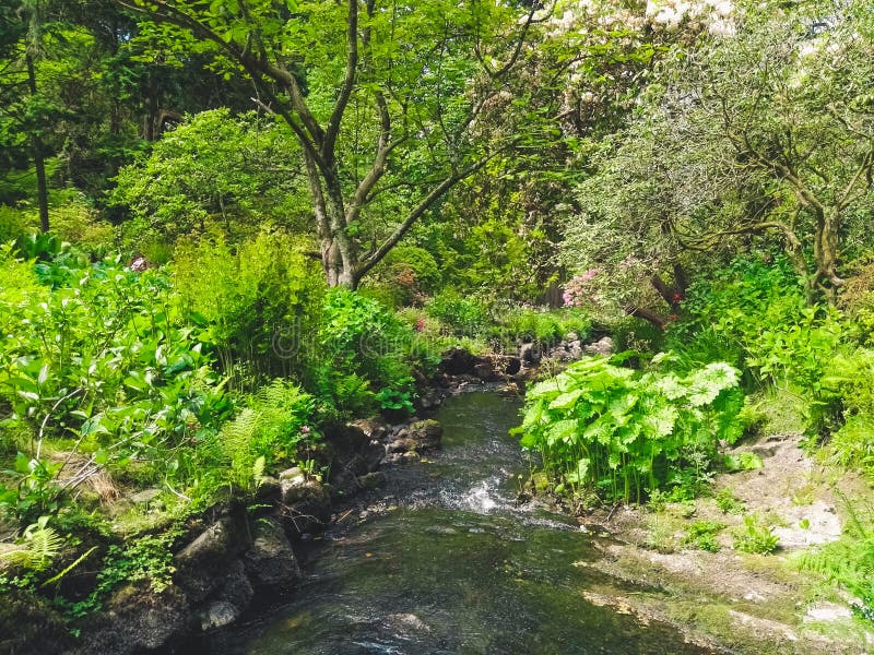 River Plants and Flowers in a Garden Stock Image - Image of flora ...
