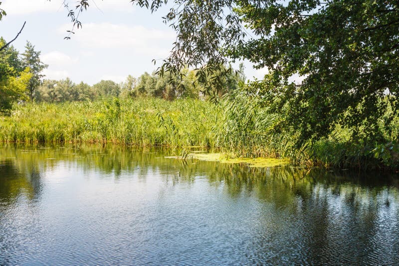 River and plants stock photo. Image of bank, landscape - 90897734