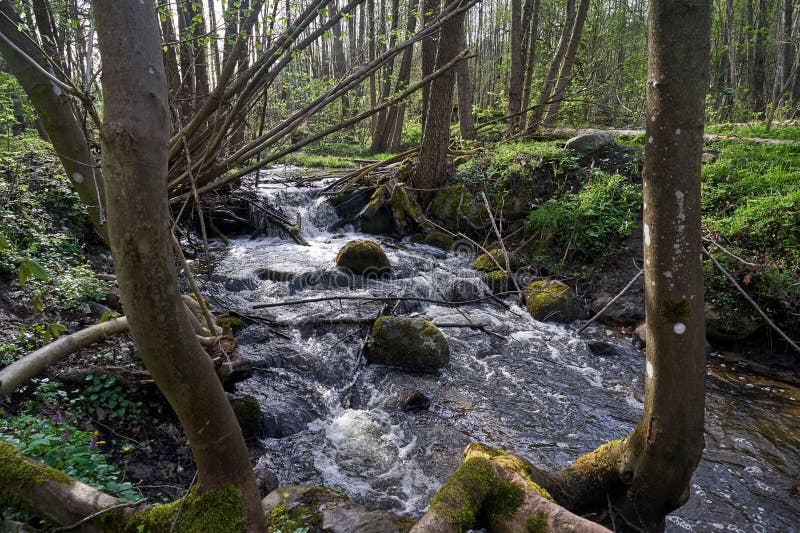 River Pool in Deciduous Forest in Spring Stock Image - Image of spring ...