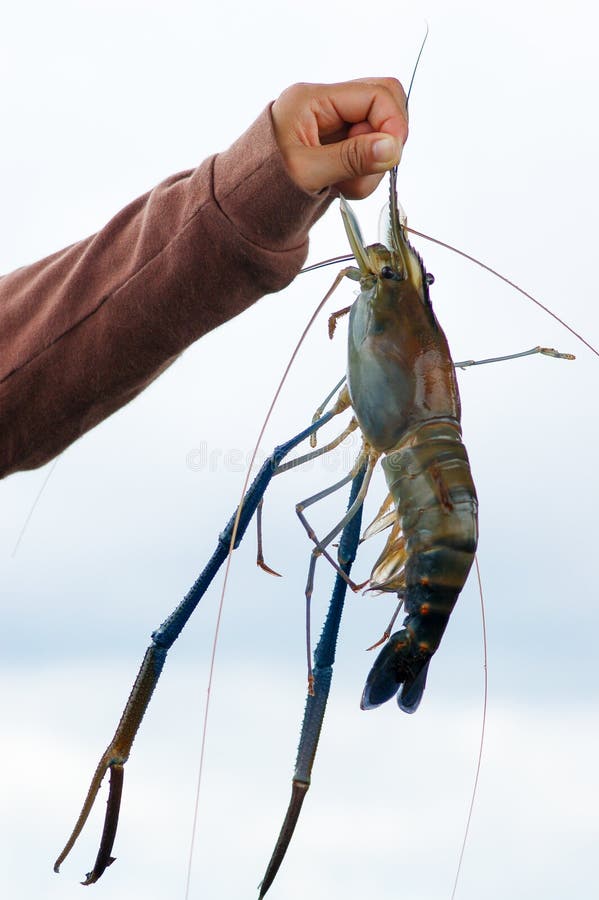 River prawn stock photo. Image of gourmet, market, shrimp - 90047690