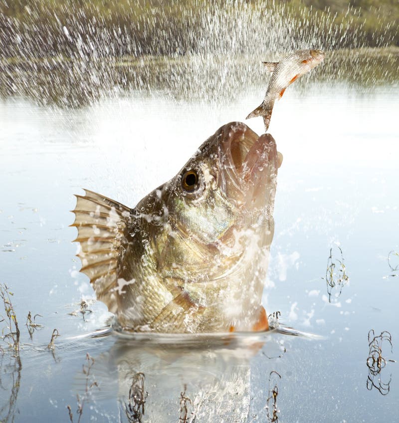 River predator stock image. Image of scale, nature, large - 59005311