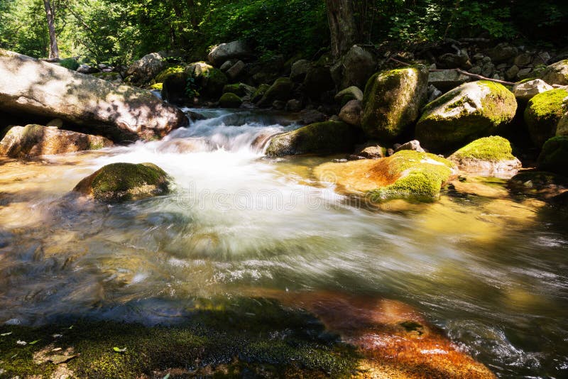 River with the Purest Water in Wild Forest Stock Image - Image of ...
