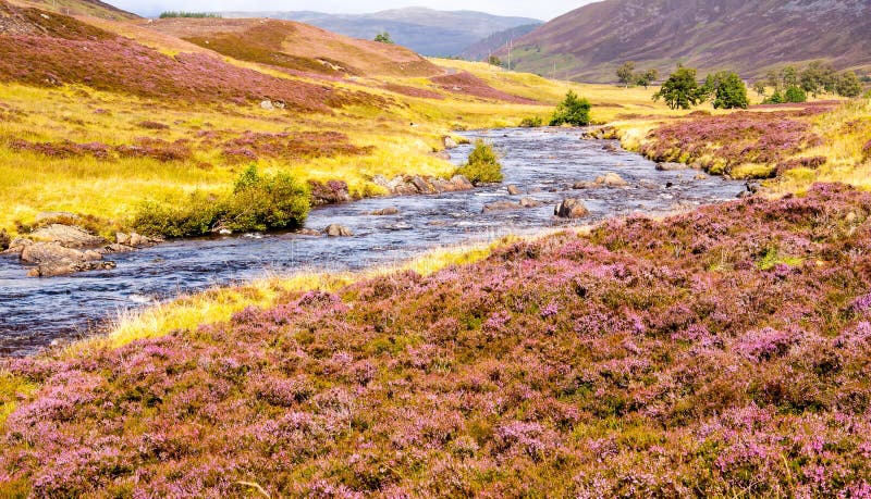 River with Purple Flowers in the Scottish Highlands Stock Image - Image ...
