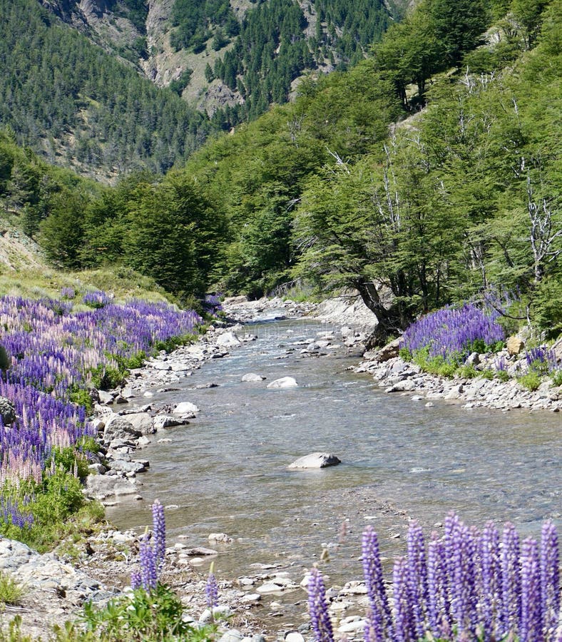 River and Purple Lupinos Flowers Stock Photo - Image of blue, lupinos ...