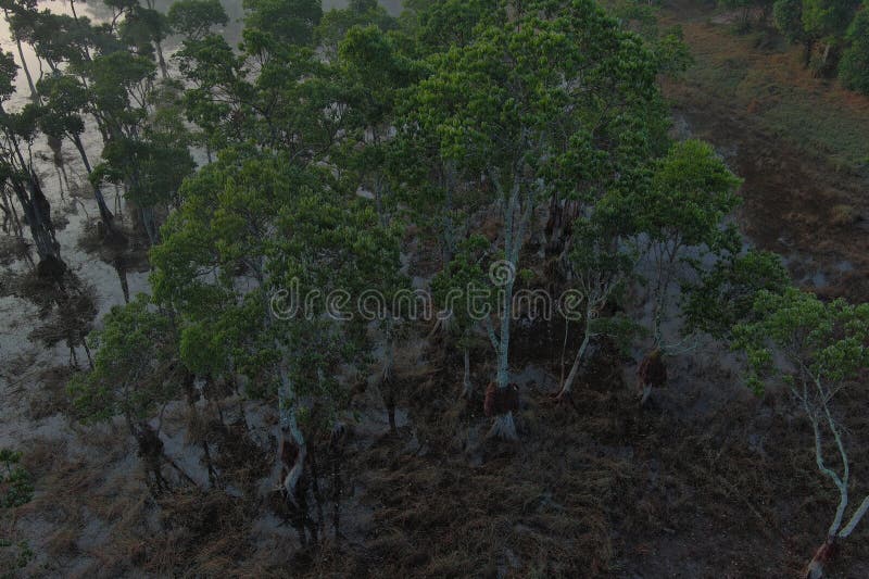 River and Rain Forest at Amazonas, Brazil Stock Image - Image of ...