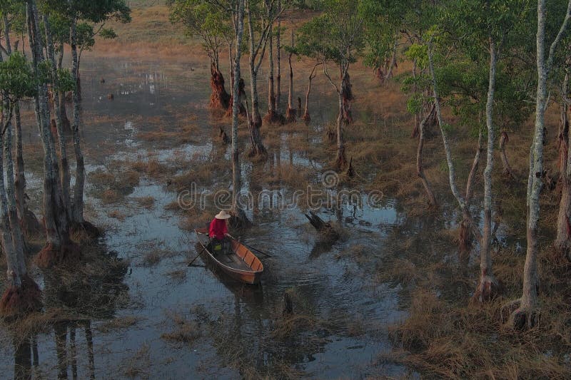 River and Rain Forest at Amazonas, Brazil Stock Photo - Image of ...