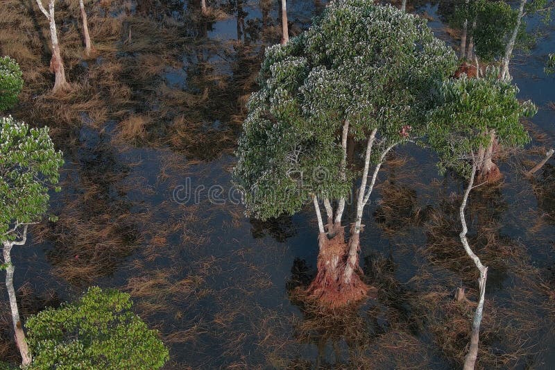 River and Rain Forest at Amazonas, Brazil Stock Image - Image of rain ...