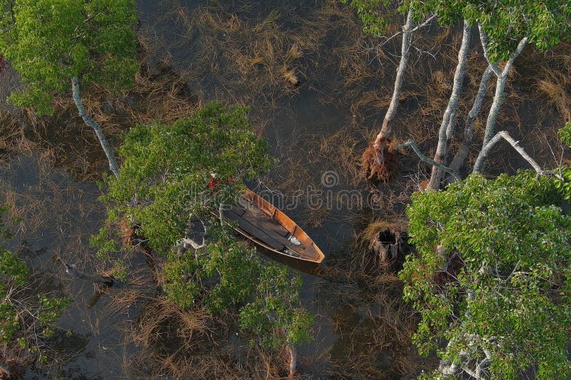 River and Rain Forest at Amazonas, Brazil Stock Image - Image of ...