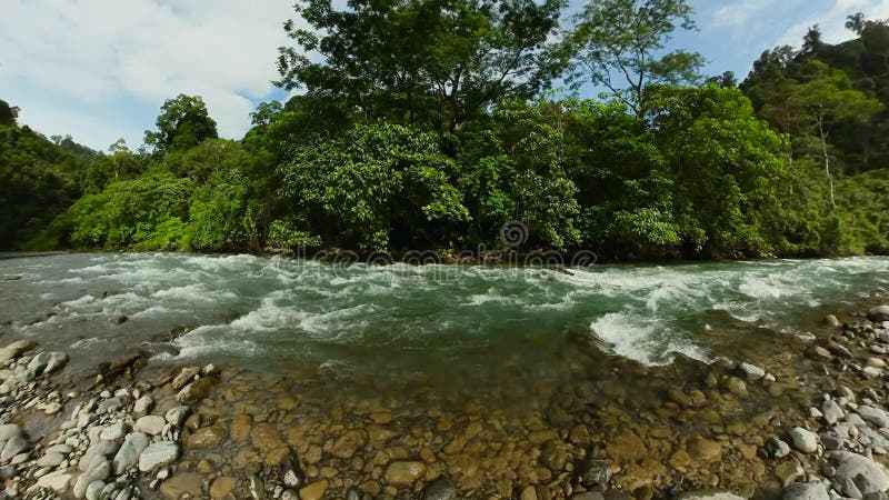 River in the Jungle. Bukit Lawang. Stock Video - Video of trees, tree ...