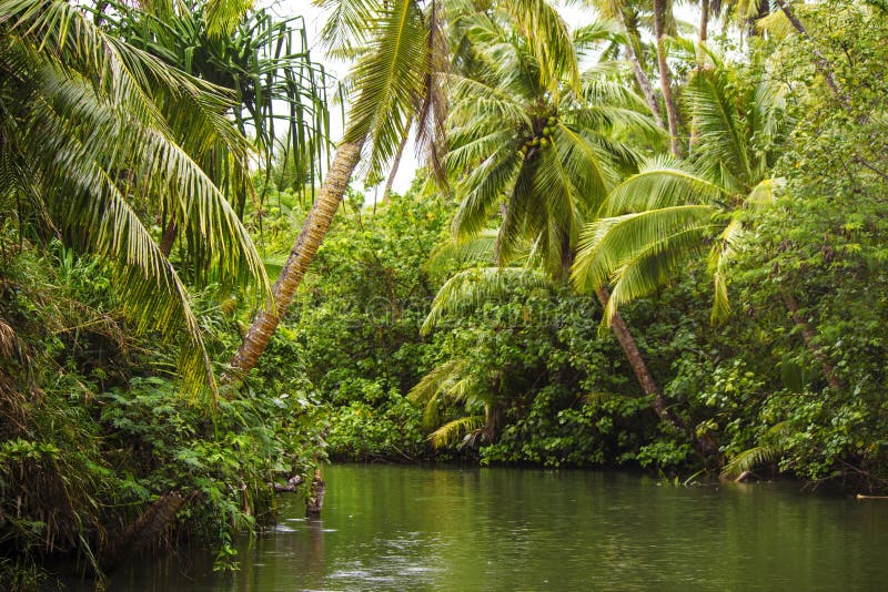 River through a Rainforest stock photo. Image of green - 37677026