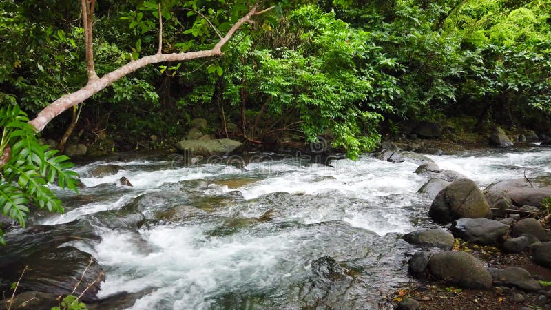 River in the rainforest. stock video. Video of spring - 204901737