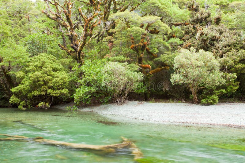 River in Rainforest Wilderness of Fiordland NP NZ Stock Image - Image ...