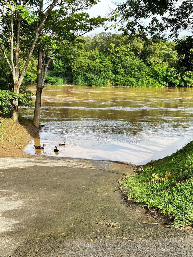 River Ramp with Tree-lined Bank and Three Swimming Ducks Stock Photo ...