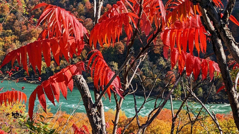 The River Rapids Behind the Bright Red Leaves in Fall, Niagara Falls ...